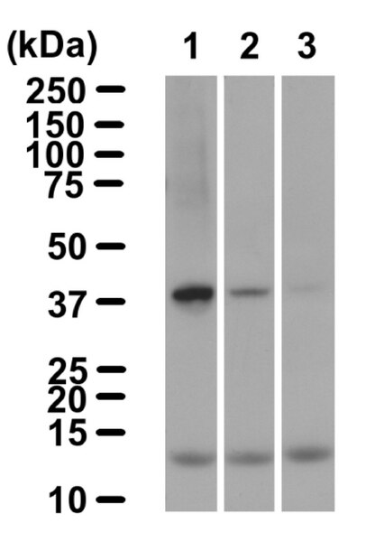Cysteine Sulfenic Acid Probe (DCP-Bio1) | NS1226-1MG